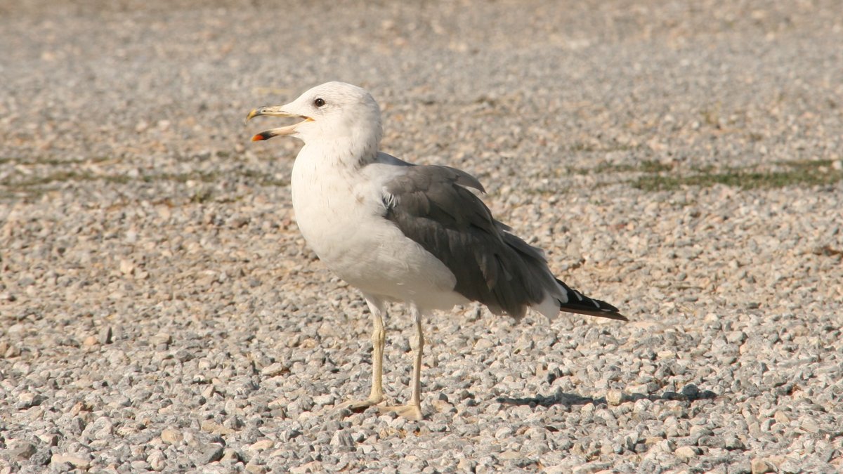 Van Gölü martısı (Larus armenicus) - Evrim Ağacı